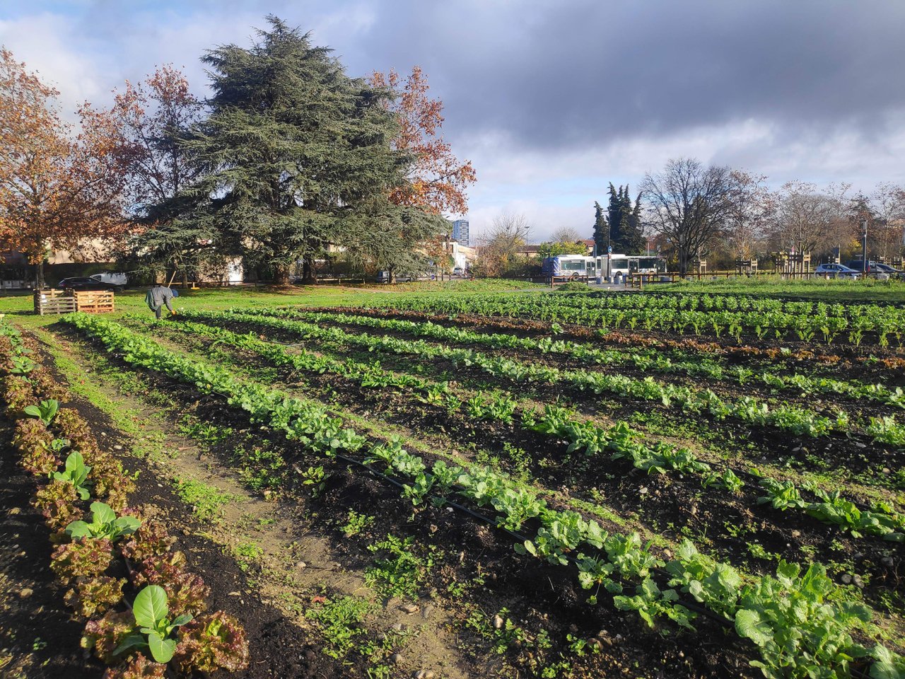 Potager urbain Didier Daurat : un succès grandissant